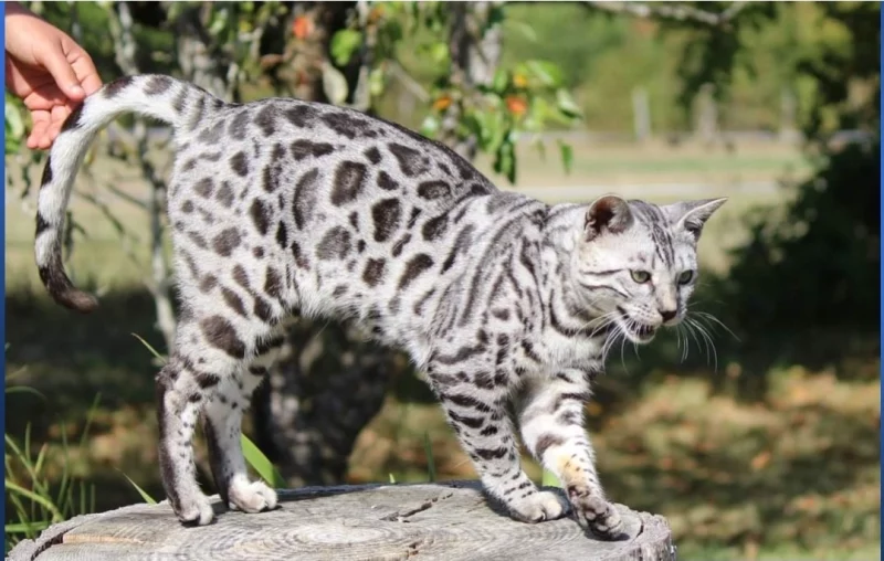 Présentation - Bengal Suisse - Chats de Bengal - Élevage de Qualité ...